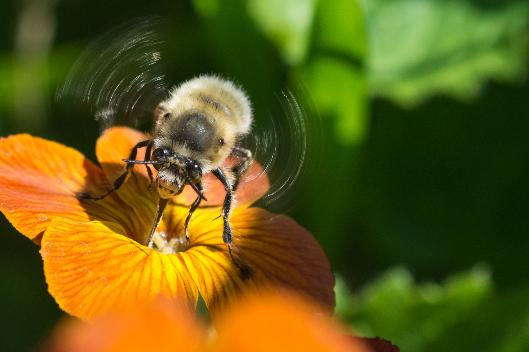Creating a micro-oasis — small-scale wildlife gardening. - The Slow Lens